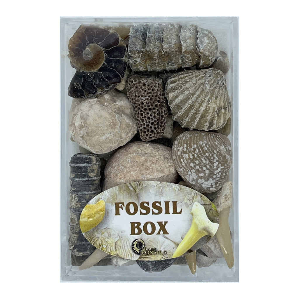 Fossil Box – Terrific Scientific